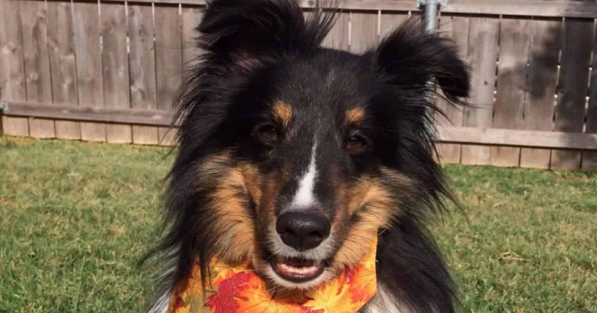 Therapy Dog Brings Smiles to Seniors | Arabella of Red Oak